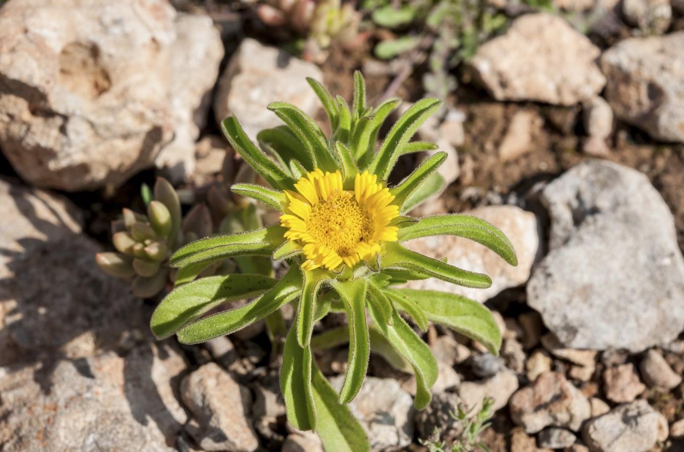 Kudy z nudy - Rostliny vápencových skalních stepí - vycházka s ...