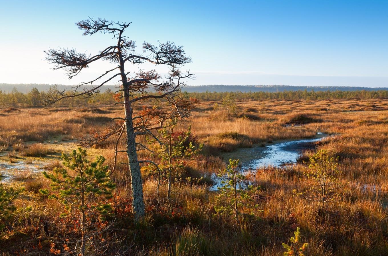 Kudy z nudy - Šumavská rašeliniště - nejcennější poklad šumavské přírody