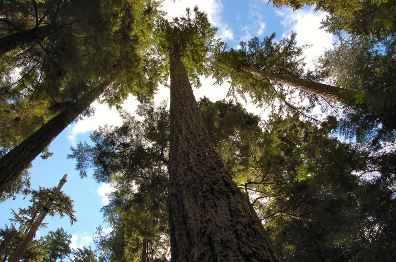 Kudy z nudy - Douglaska tisolistá u Vlastiboře - nejvyšší strom České ...
