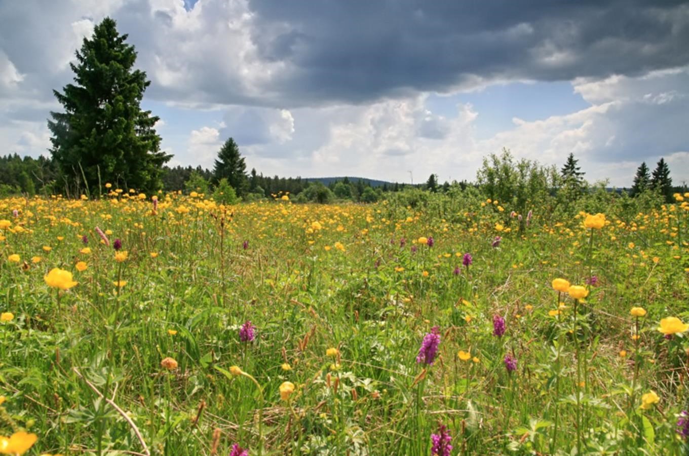 Kudy z nudy - Národní přírodní památka Upolínová louka pod Křížky