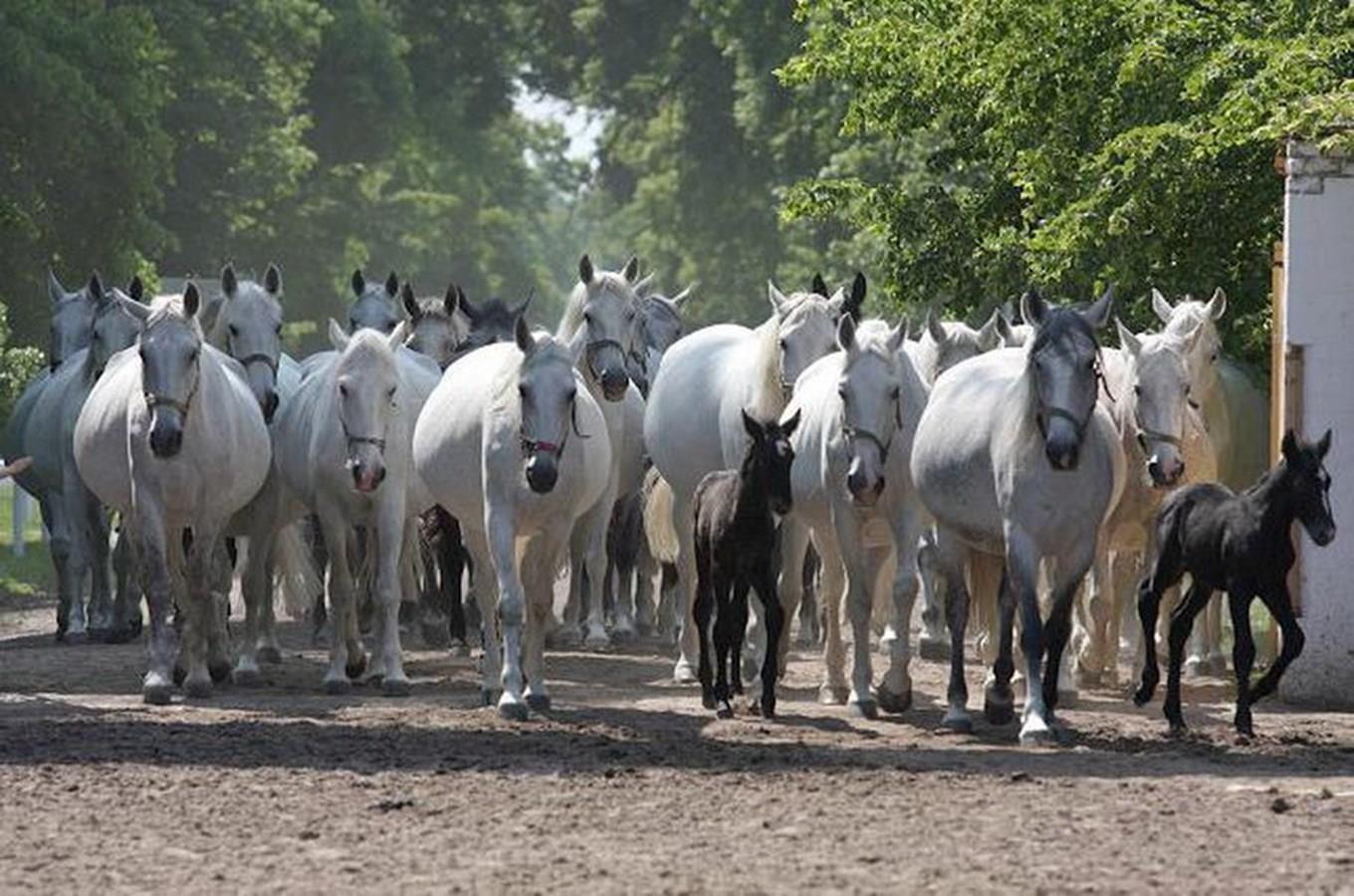 Kudy z nudy - Národní hřebčín Kladruby nad Labem – stáje a zámek v ...
