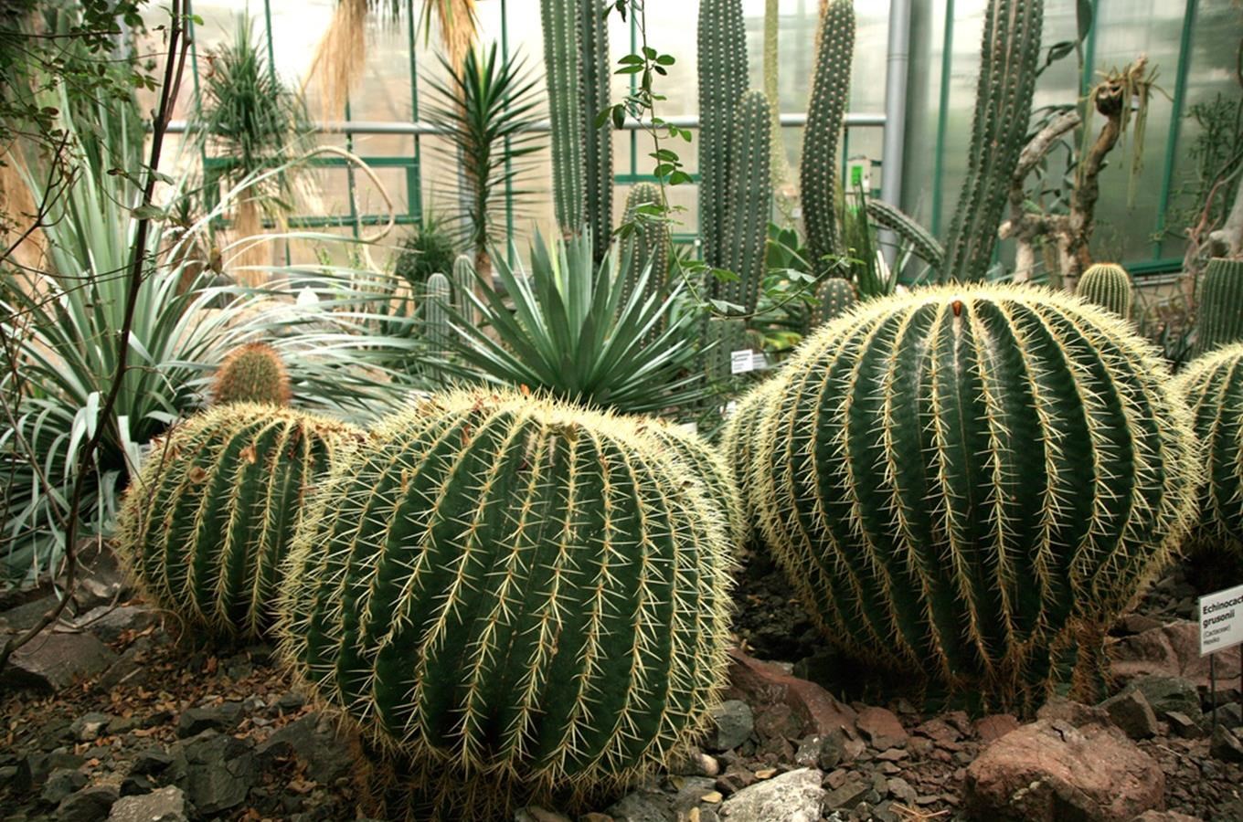 Kudy z nudy - Botanická zahrada v Liberci - nejstarší botanická zahrada ...