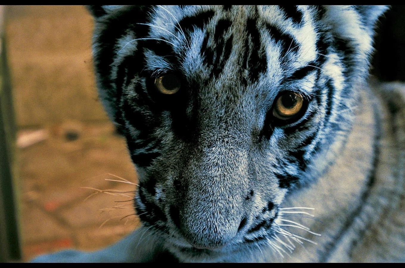 Kudy z nudy - Projekce filmu Modrý tygr s režisérem Petrem Oukropcem