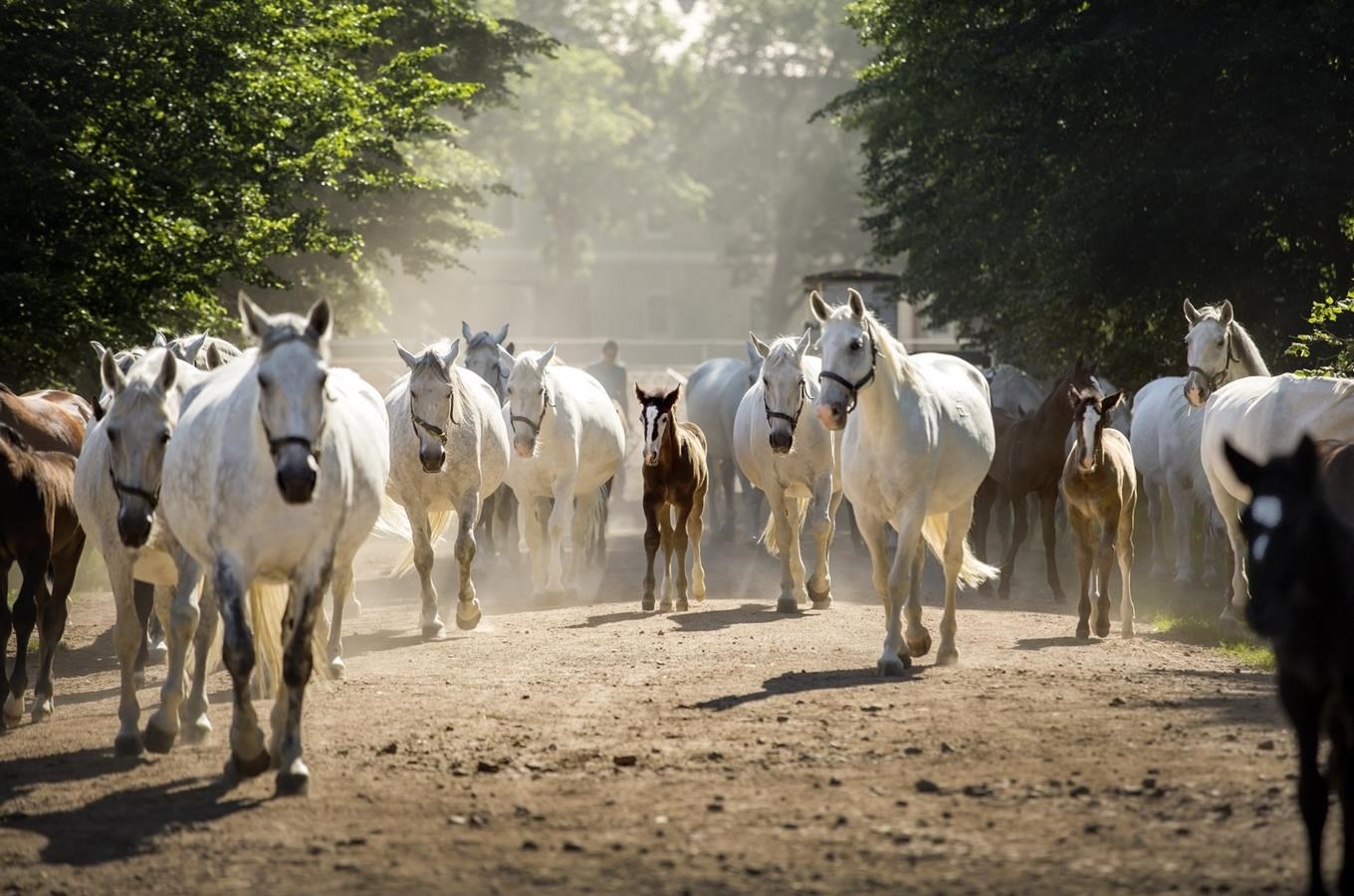 Kudy z nudy - Národní hřebčín Kladruby nad Labem – stáje a zámek v ...