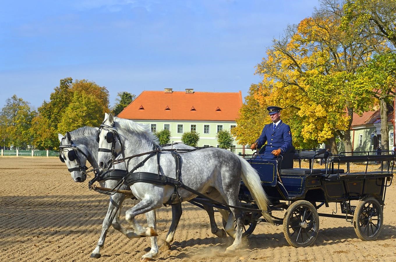Kudy z nudy - Národní hřebčín Kladruby nad Labem - nejstarší a největší ...