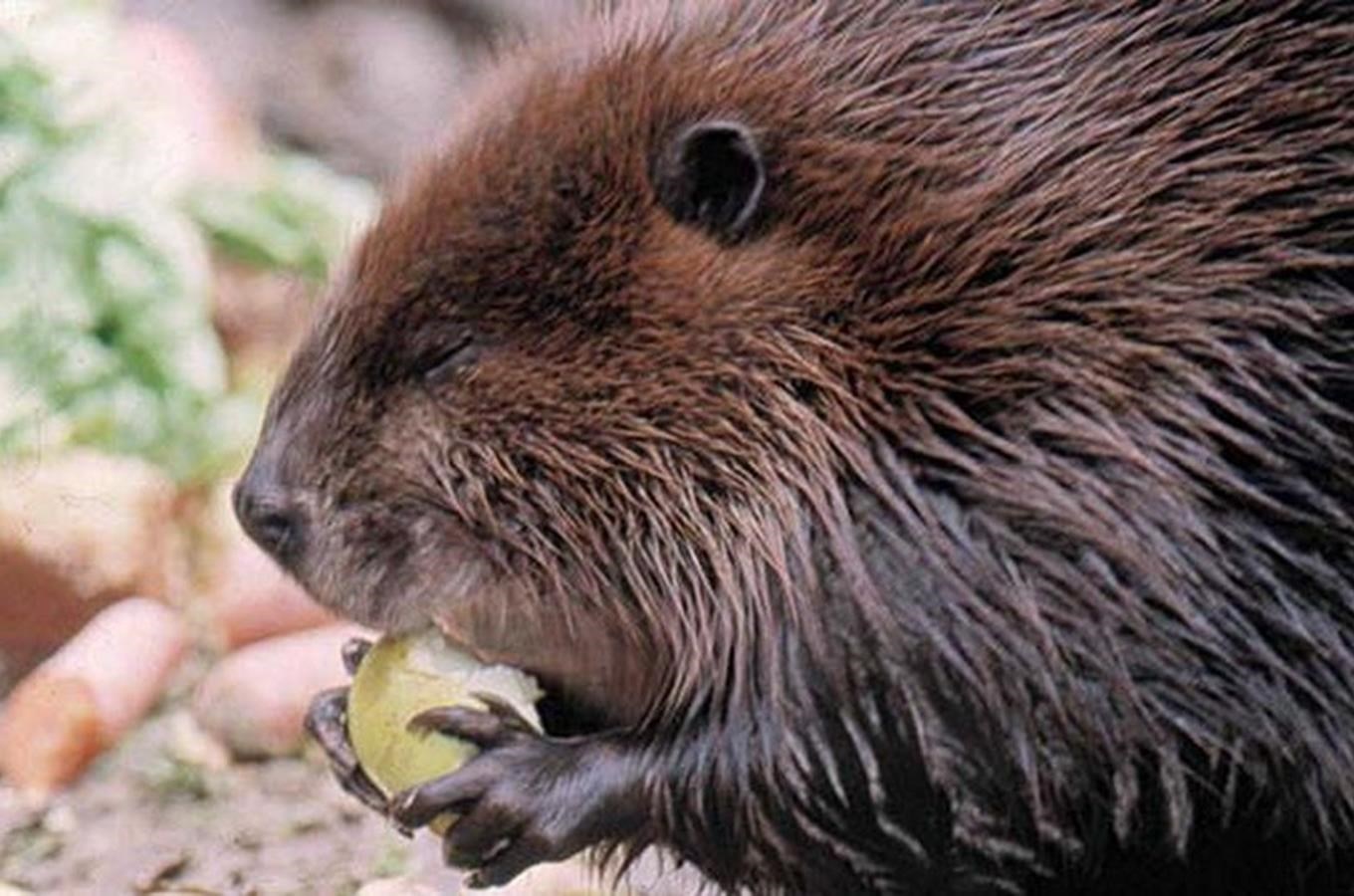 Kudy z nudy - Zaostřeno na bobra