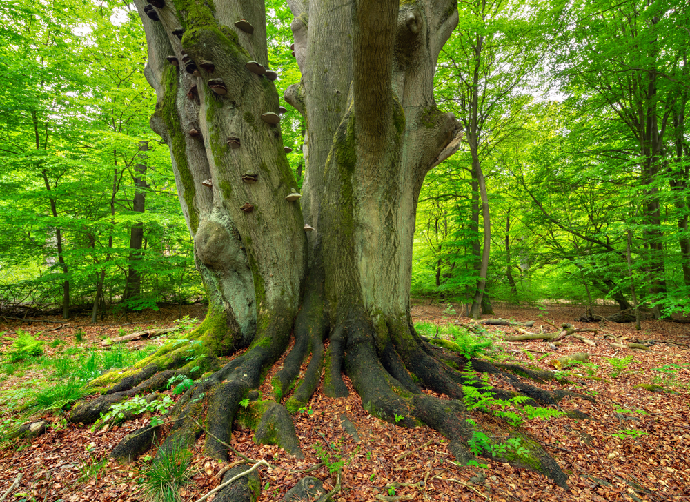 Kudy z nudy - Výlety za památnými stromy: znáte naše nejkrásnější buky?