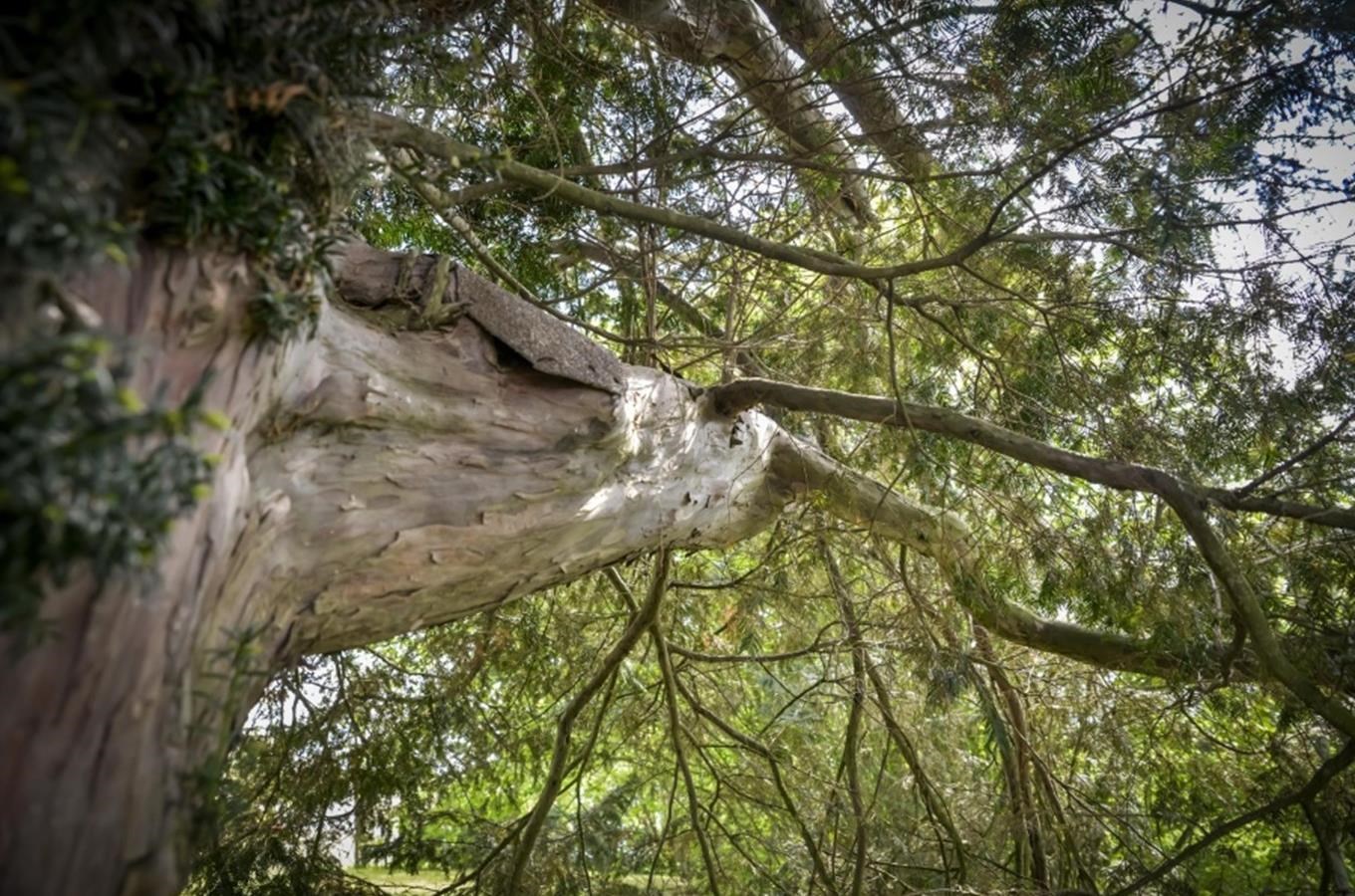 Kudy z nudy - Vilémovický tis - nejstarší strom České republiky