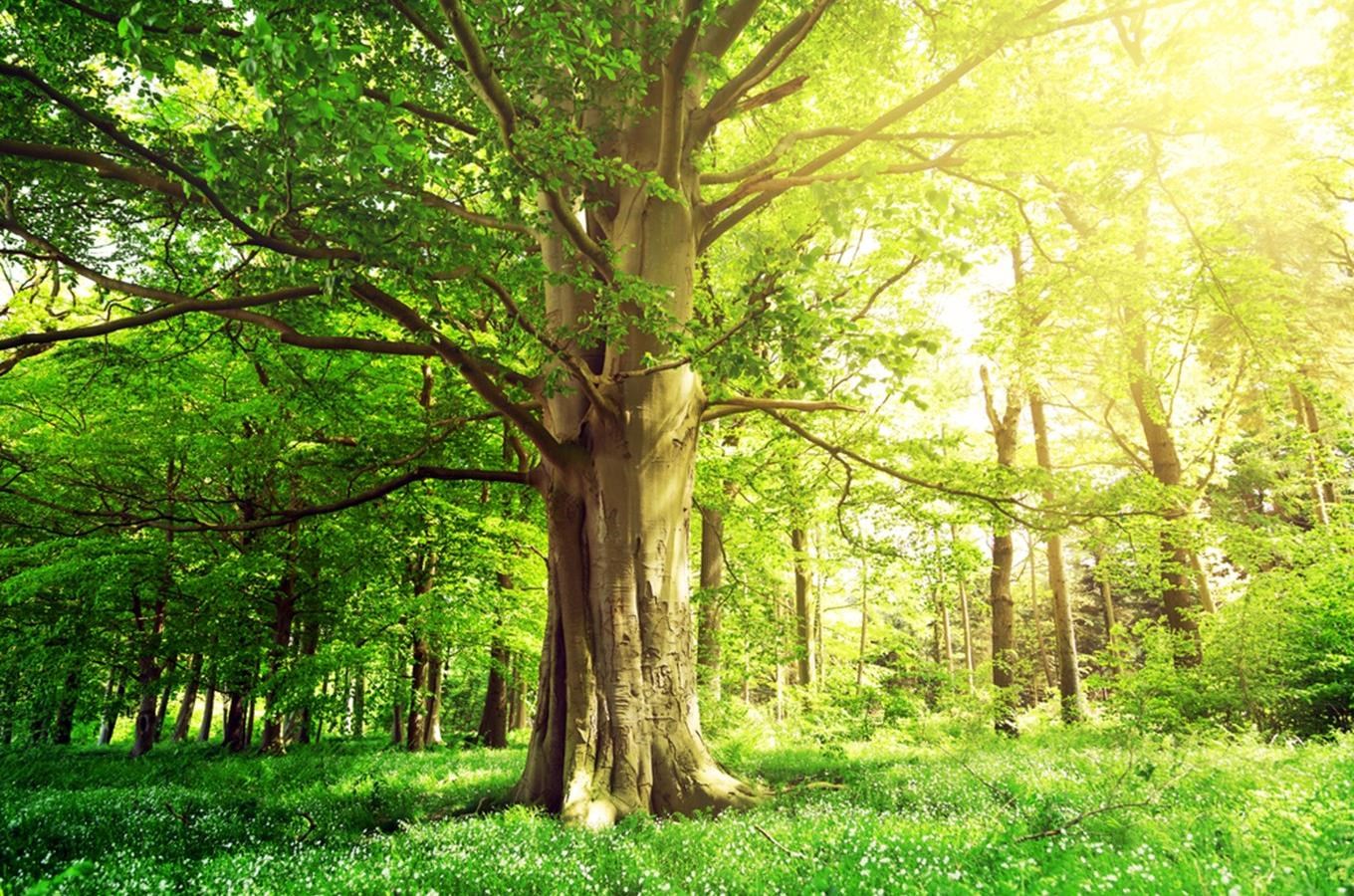 Kudy z nudy - Výlety za památnými stromy: znáte naše nejkrásnější buky?