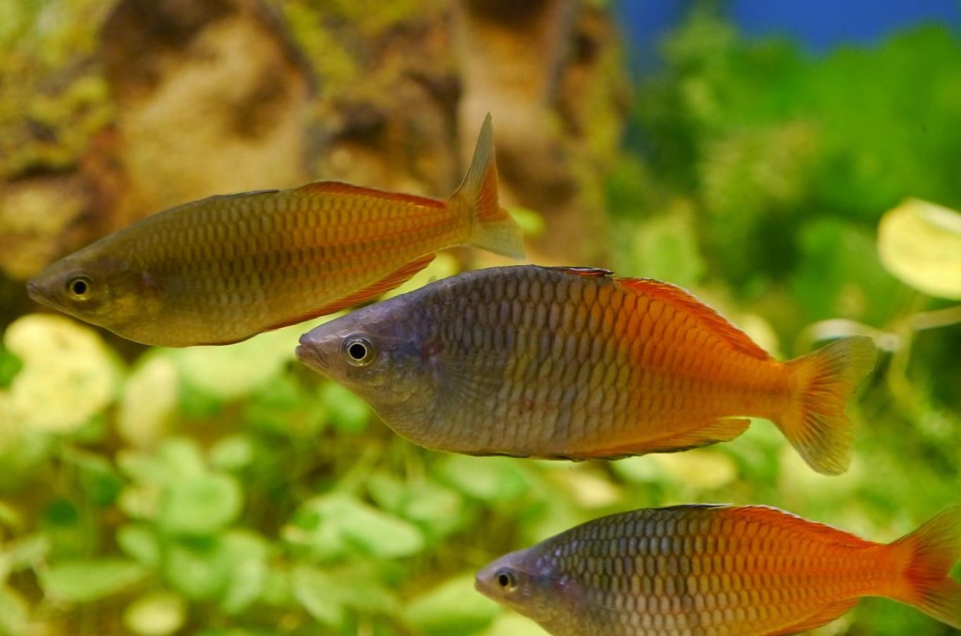 Kudy z nudy - Ryby a rybičky - největší výstavní a prodejní ...