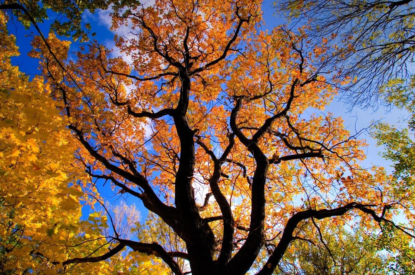 Kudy z nudy - Výstava Nejmohutnější památné stromy České republiky