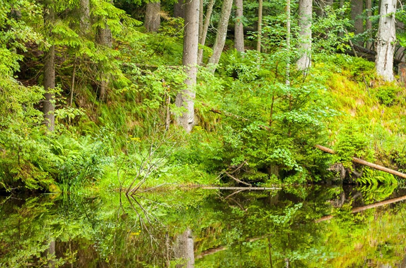 Kudy z nudy - Boubínský prales - největší původní les ve střední Evropě